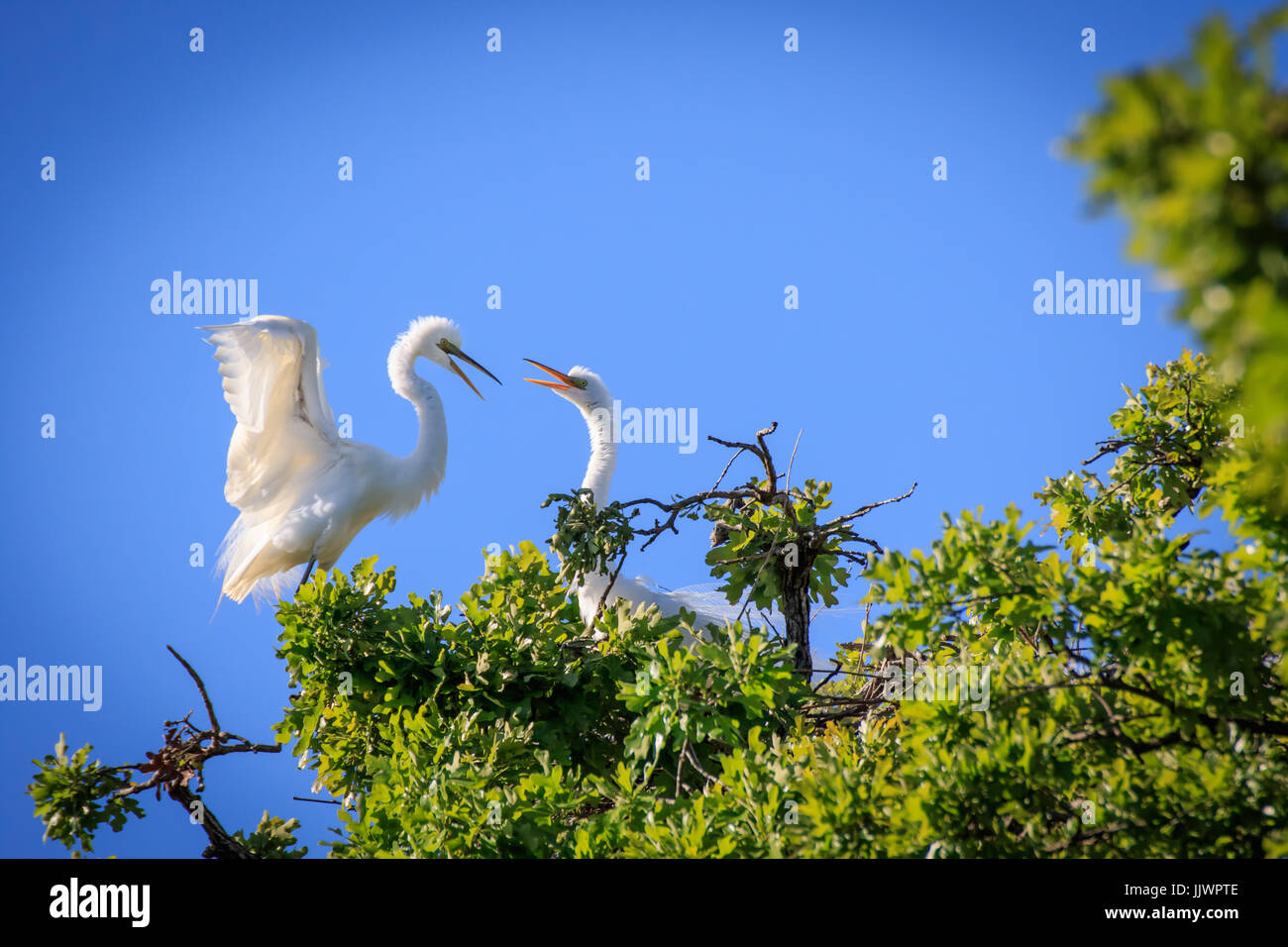 A Great Egret attempting to evict a a squatter Stock Photo - Alamy