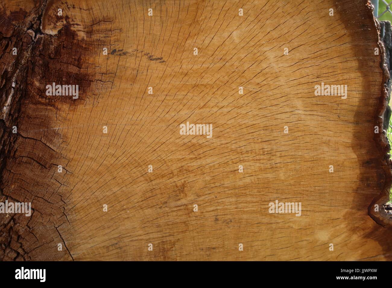 Tree cross section white oak hi-res stock photography and images - Alamy