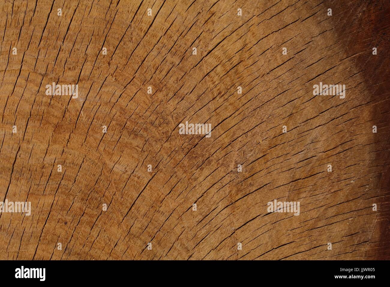 Curved Lines Oak Section Stock Photo - Alamy
