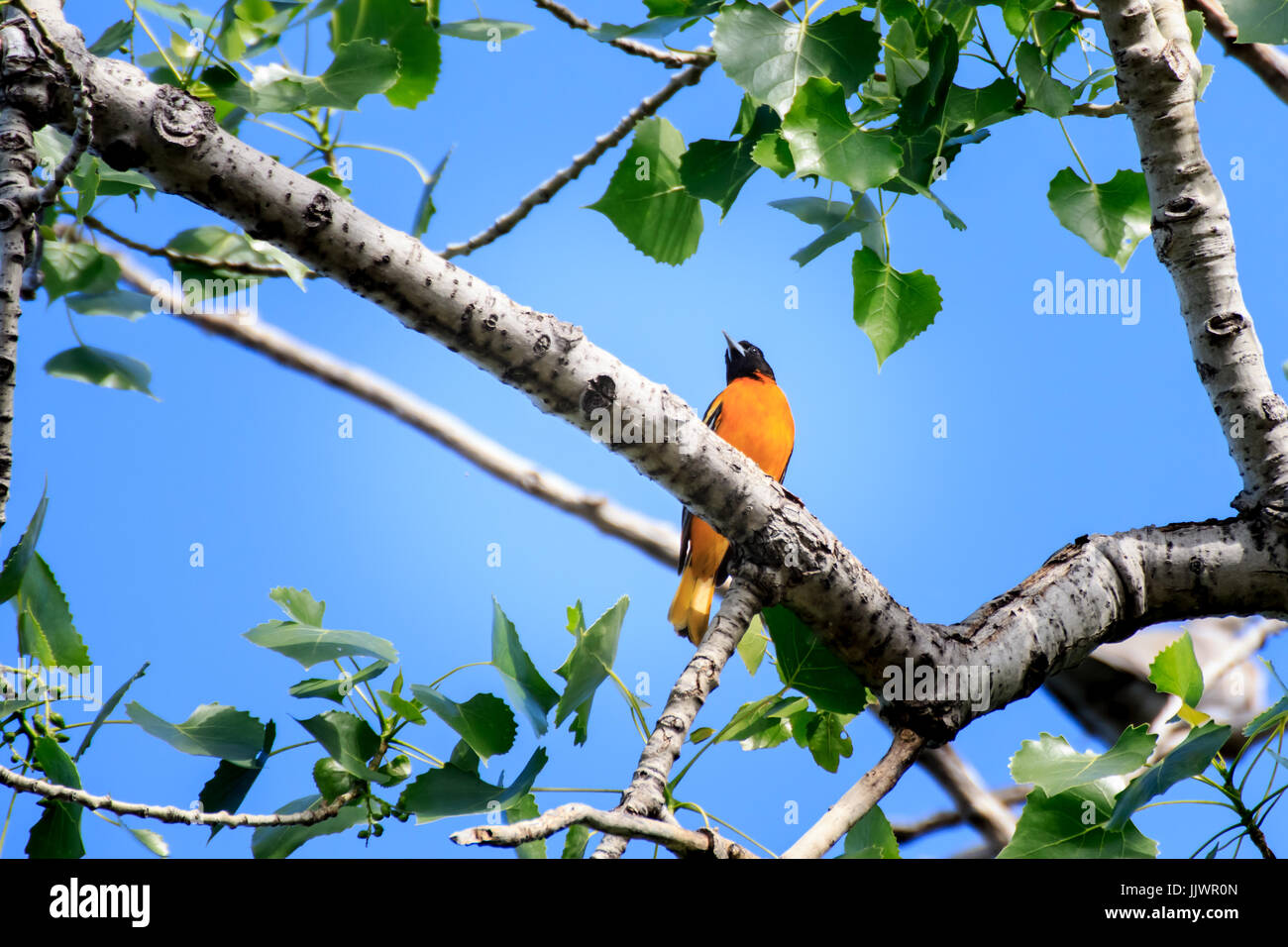 A Baltimore Oriole perched in a tree Stock Photo - Alamy