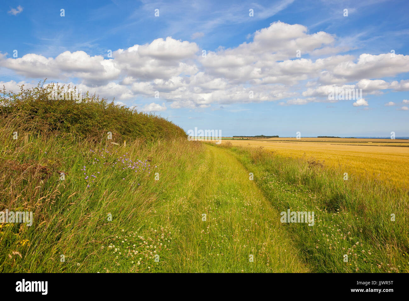a section of the minster way bridleway with hedgerows wildflowers and ...