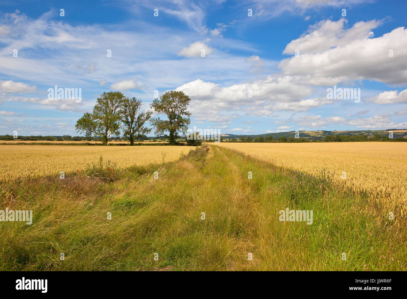 three ash trees near golden wheat crops in the yorkshire wolds under a ...