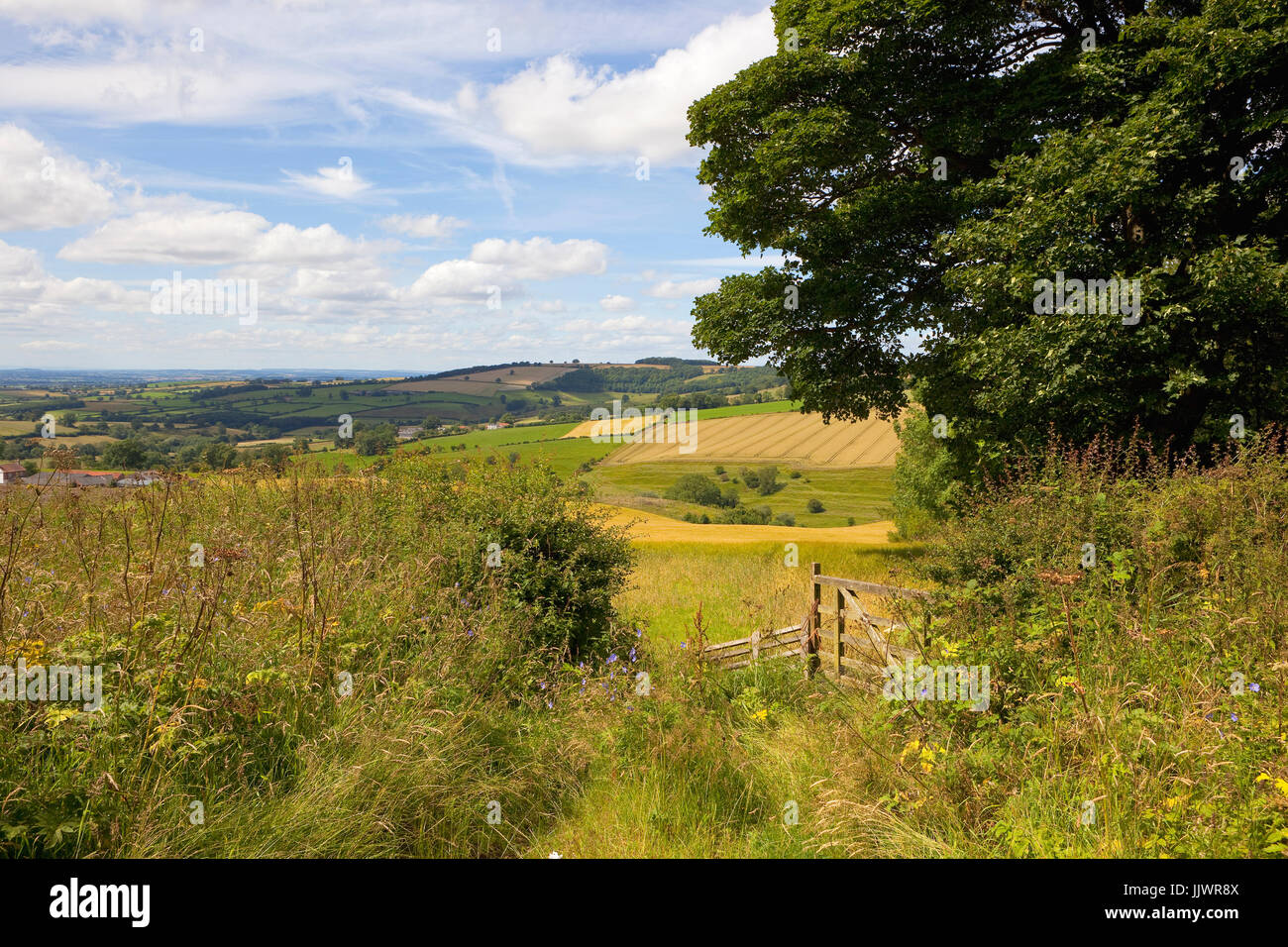 a view of the vale of york from a hillside barley field with wooden ...