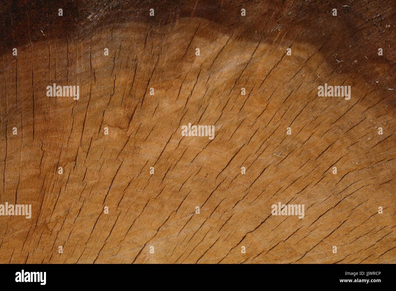 Gold Oak Section Stock Photo - Alamy