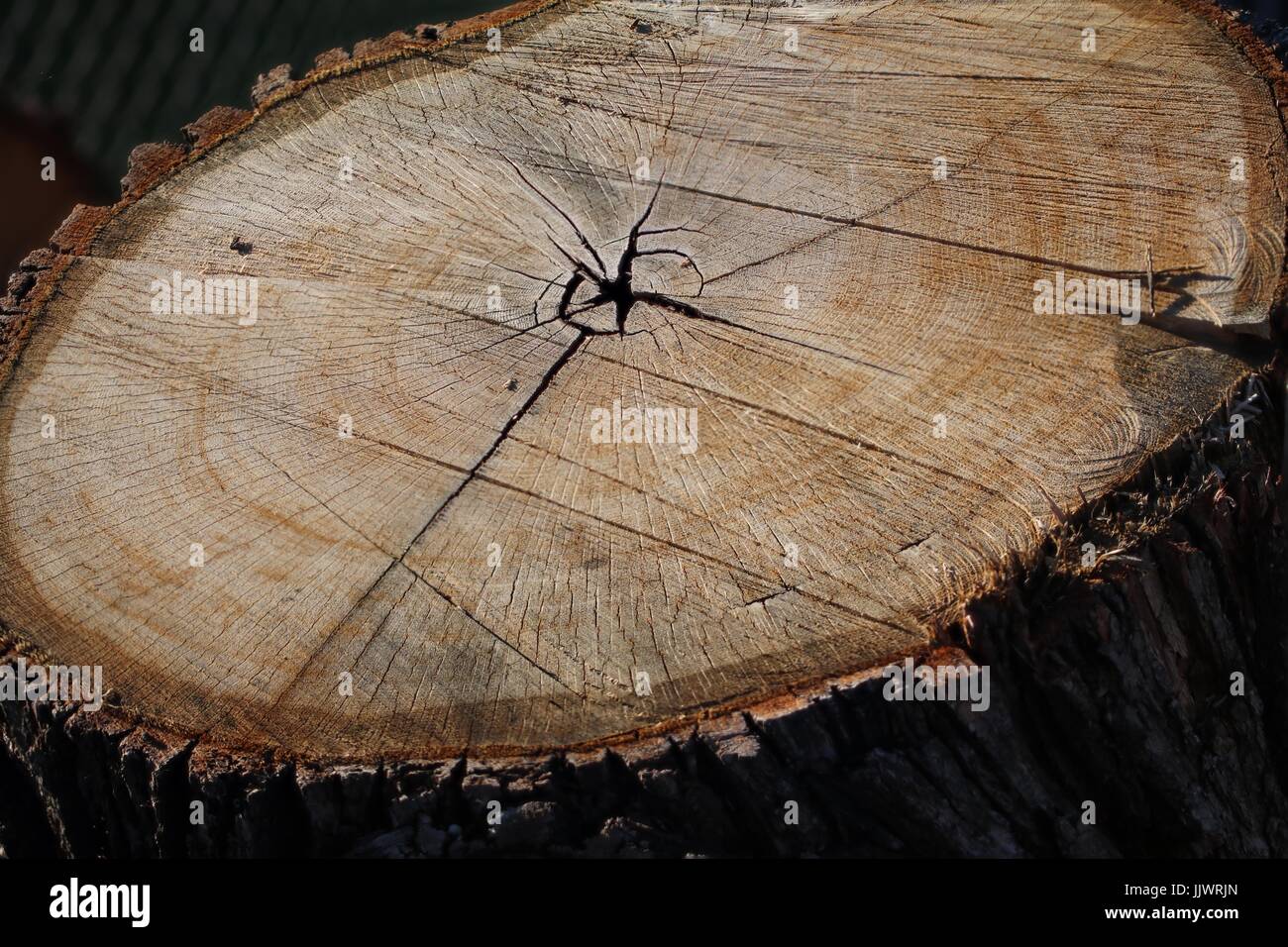 Full Oak Section Stock Photo - Alamy