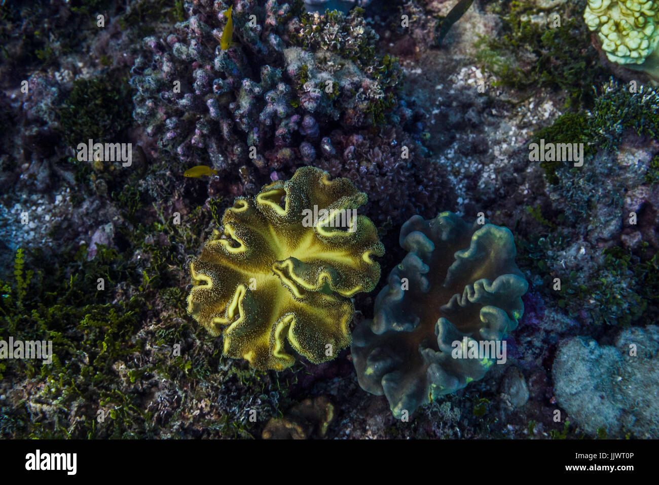 Yellow and Green coral reef in the Great Barrier Reef Stock Photo - Alamy