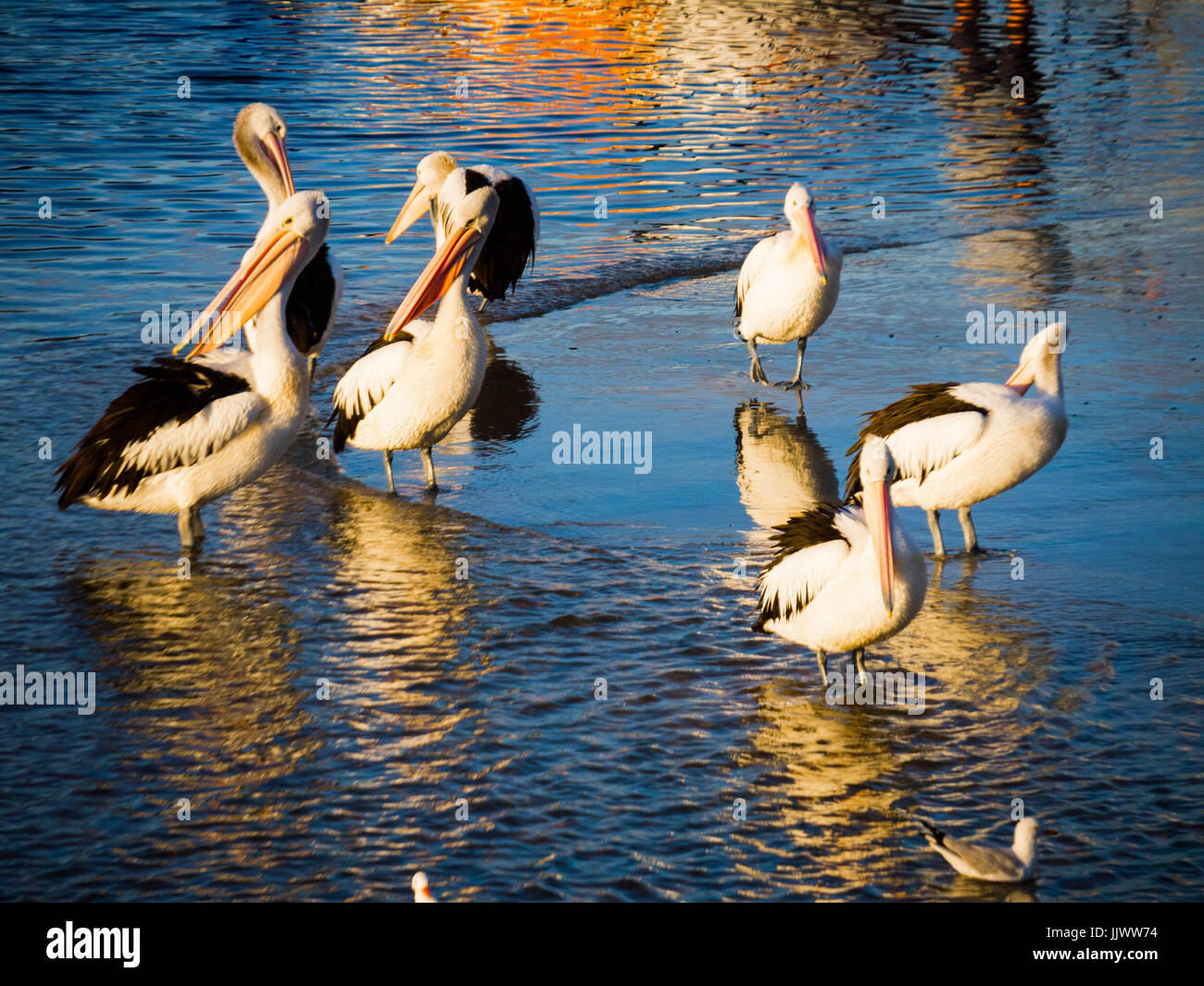 Australian birds preening hi-res stock photography and images - Alamy