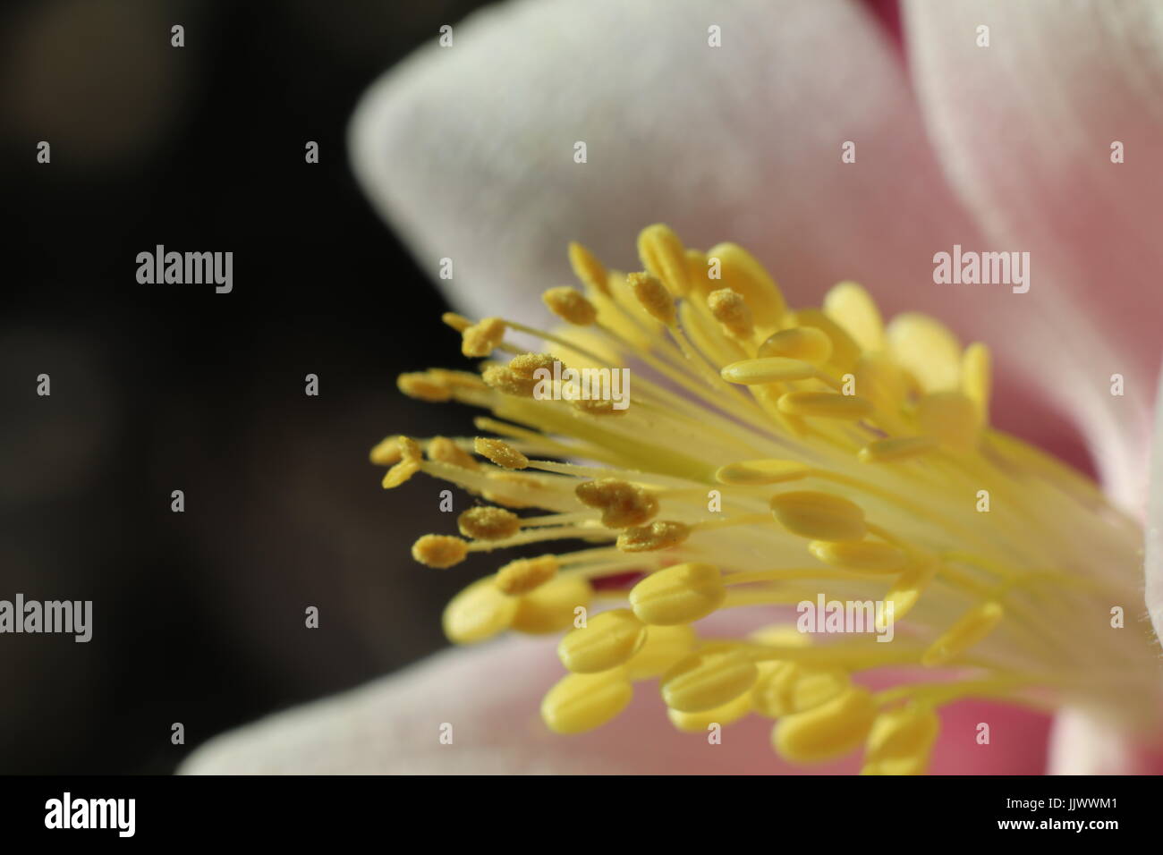 Flower center fine detail hi-res stock photography and images - Alamy