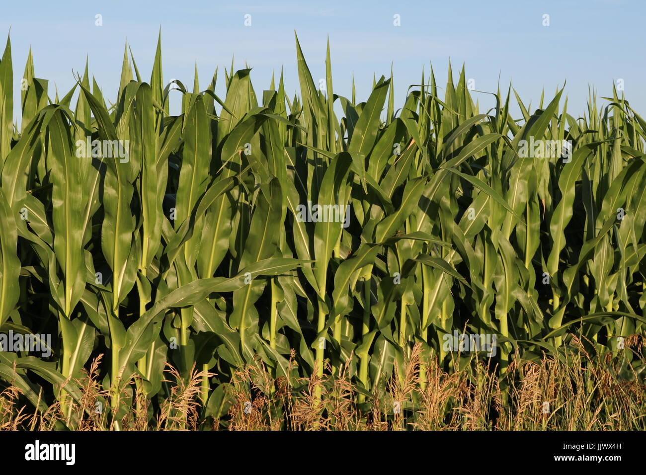 Corn Reaches Up Stock Photo - Alamy