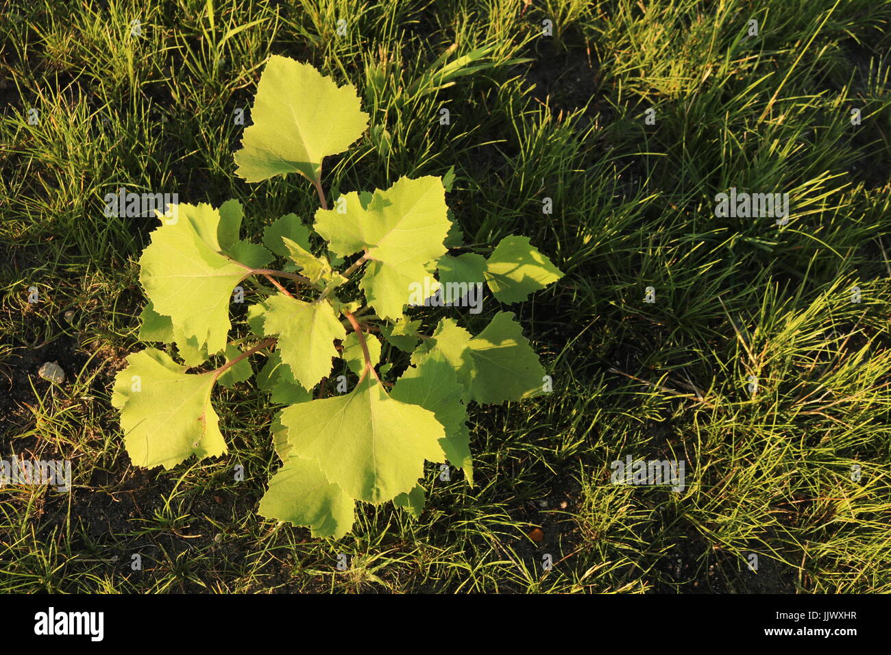 Cockleburr hi-res stock photography and images - Alamy