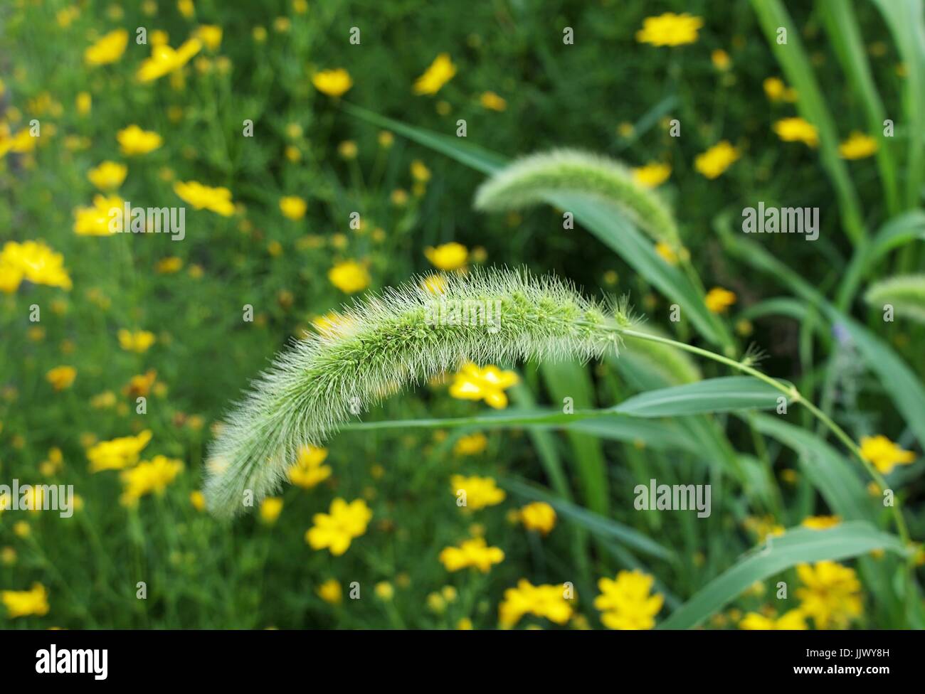 Curved grass leaf hi-res stock photography and images - Alamy