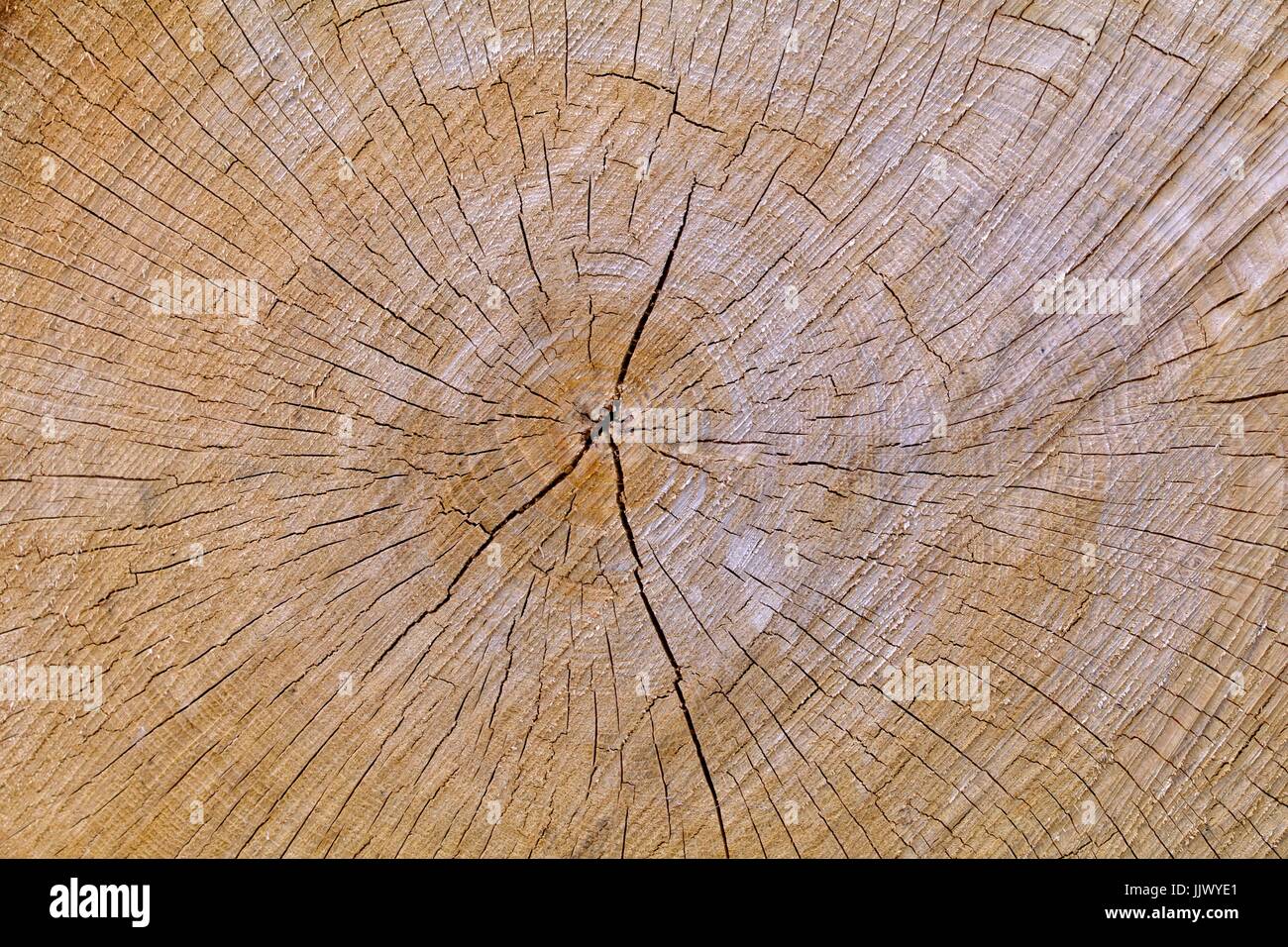 Radial Oak Section Stock Photo - Alamy