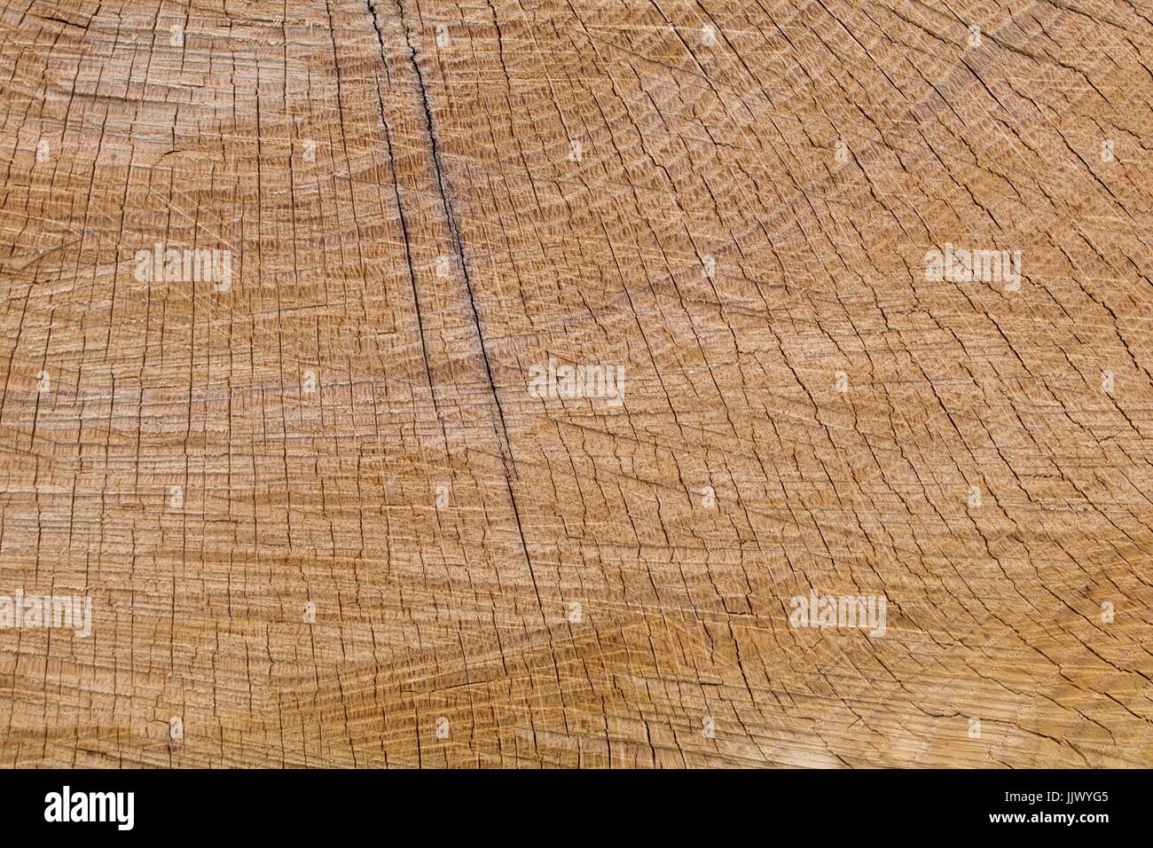 Radial Oak Section Stock Photo - Alamy