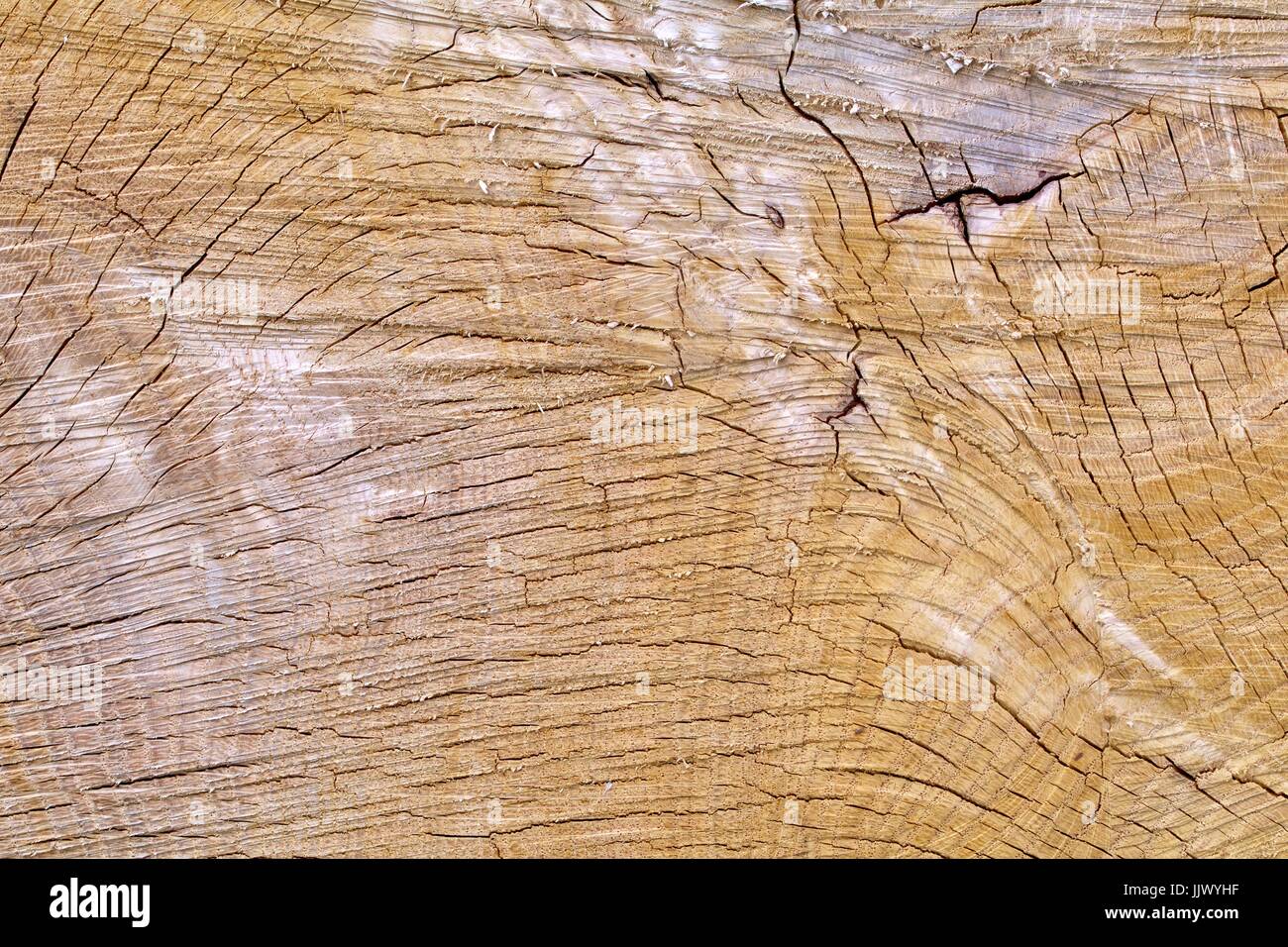 Complex Oak Section Stock Photo - Alamy