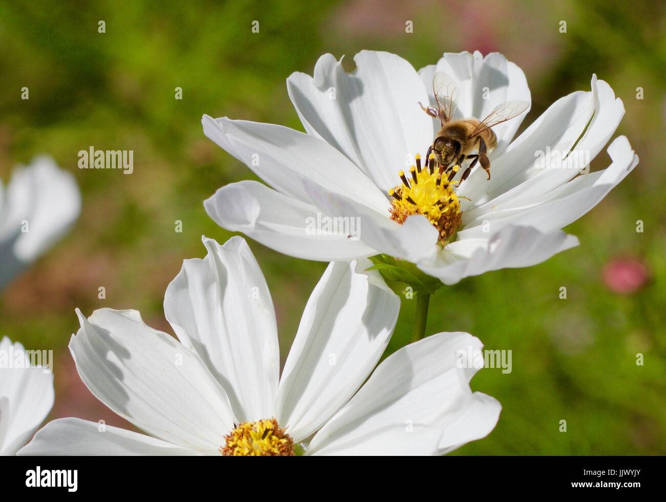 Daisy and Honeybee Stock Photo - Alamy