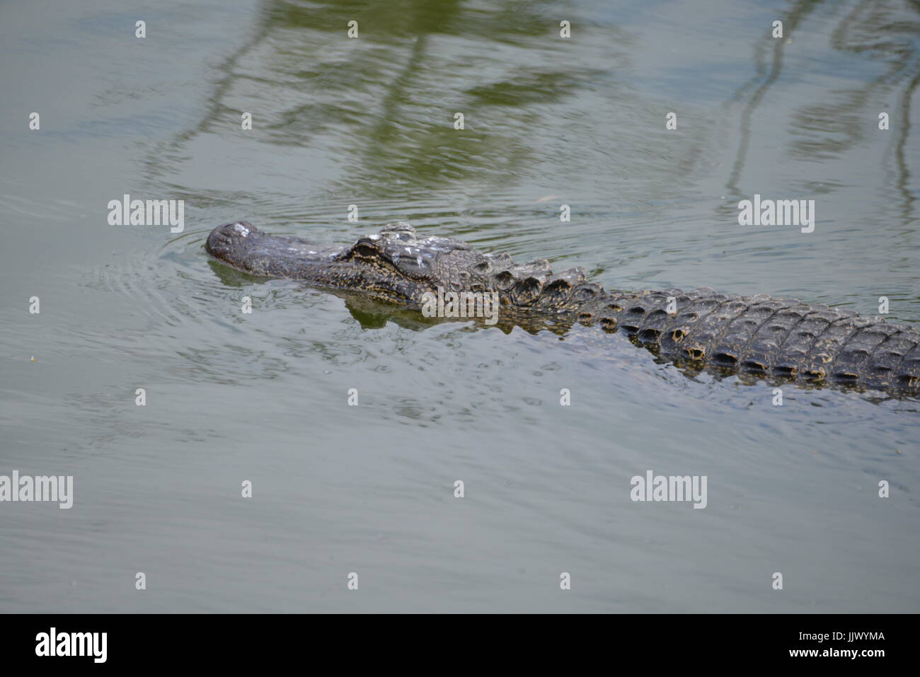 Wild Alligator at the Rookery at Smith Oaks Sanctuary on High Island in ...