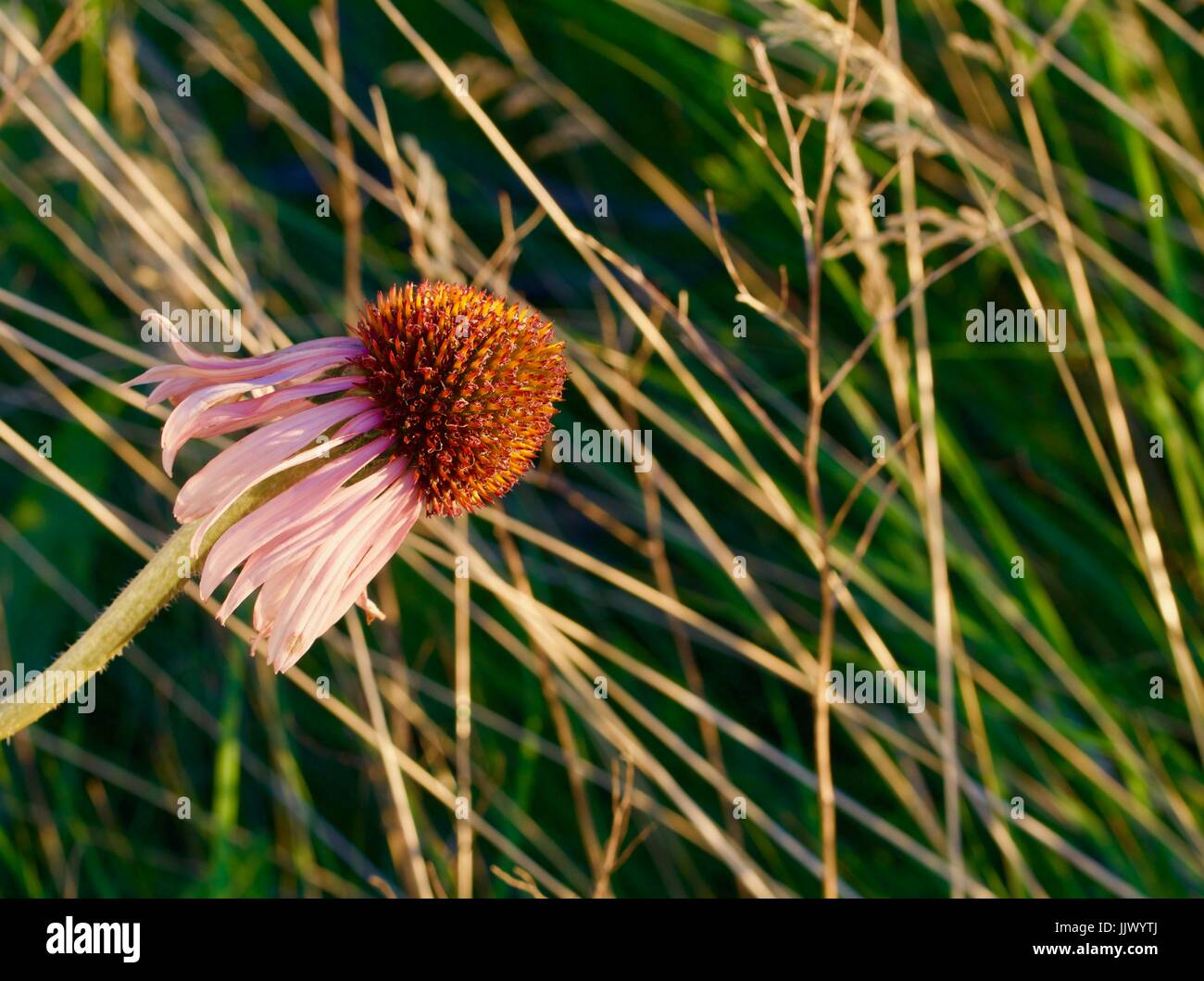 Budding cone hi-res stock photography and images - Alamy