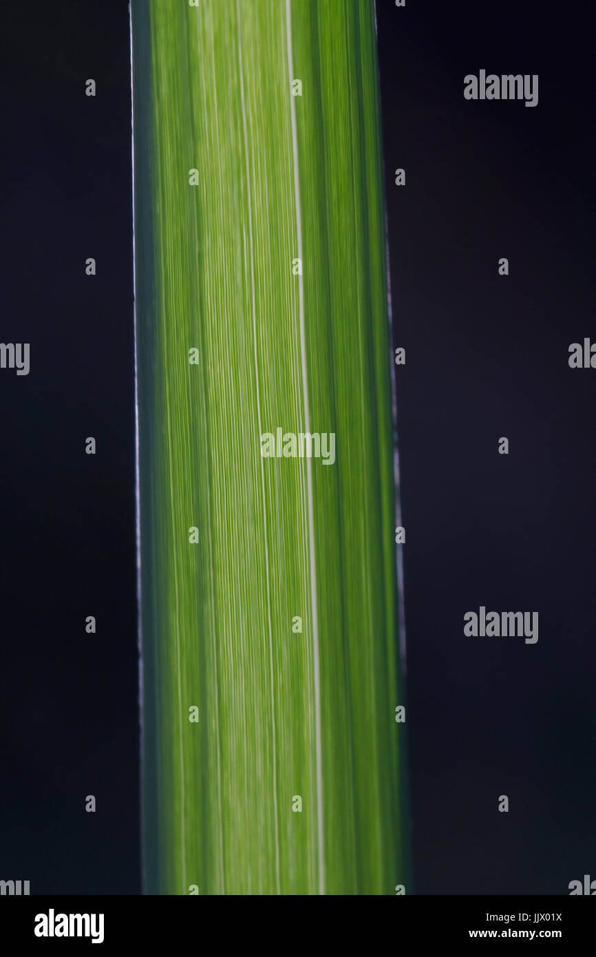 Vertical leaf hi-res stock photography and images - Alamy