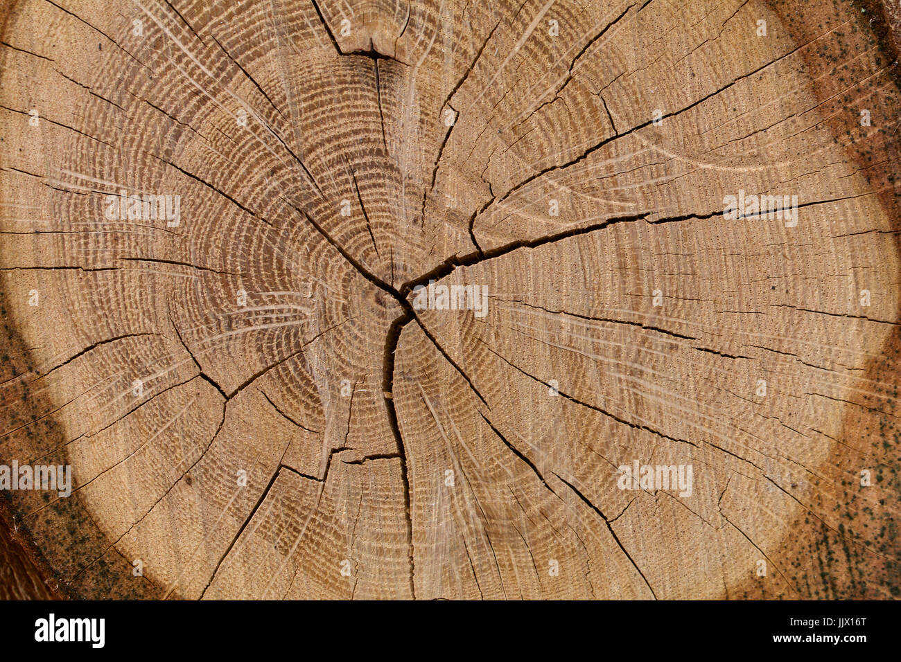 Cracked Oak Section Stock Photo - Alamy