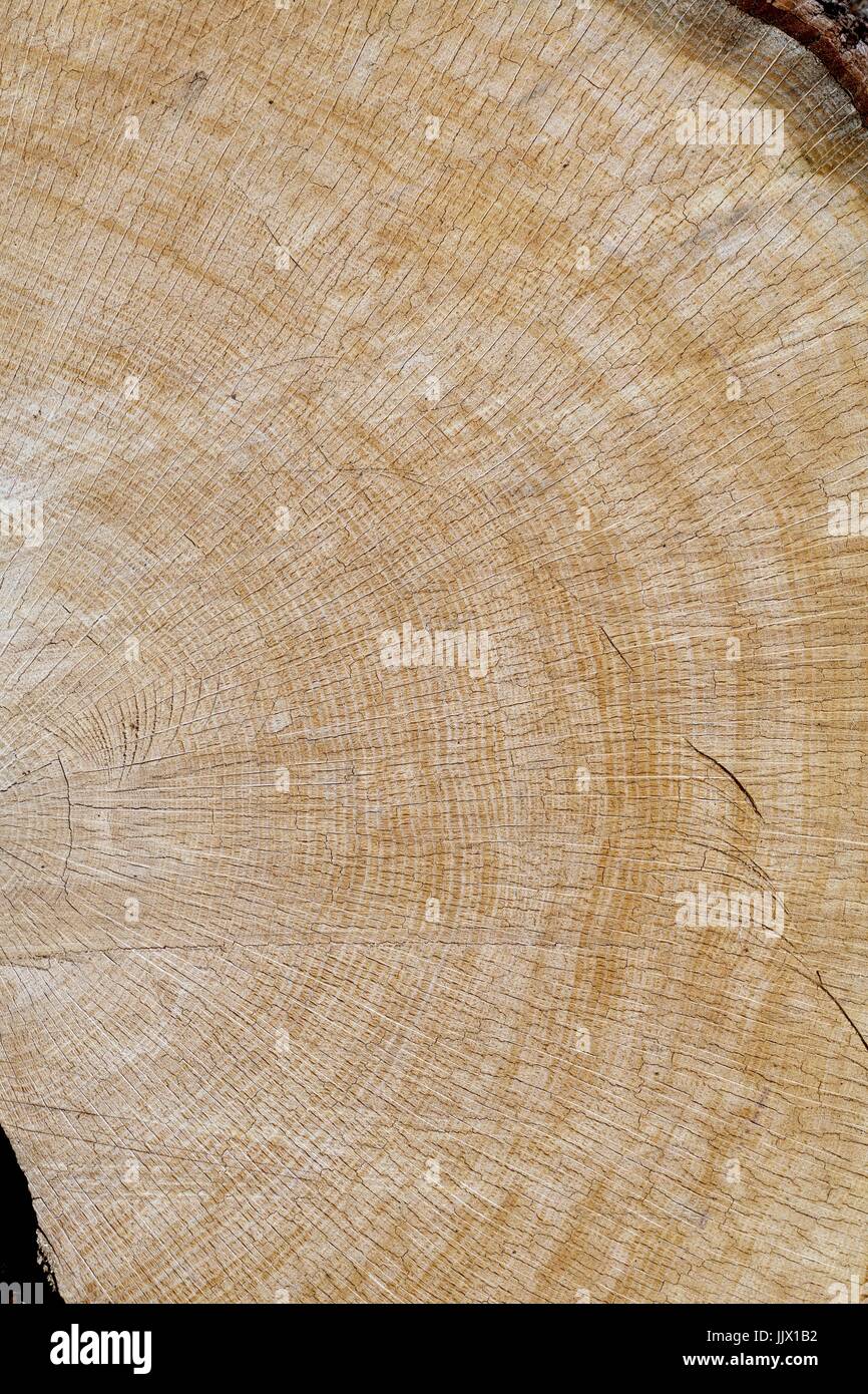 Golden Oak Section Stock Photo - Alamy