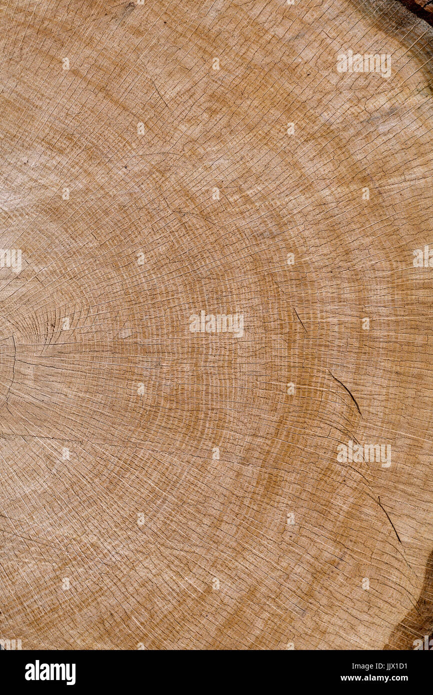 Oak Half Section Stock Photo - Alamy