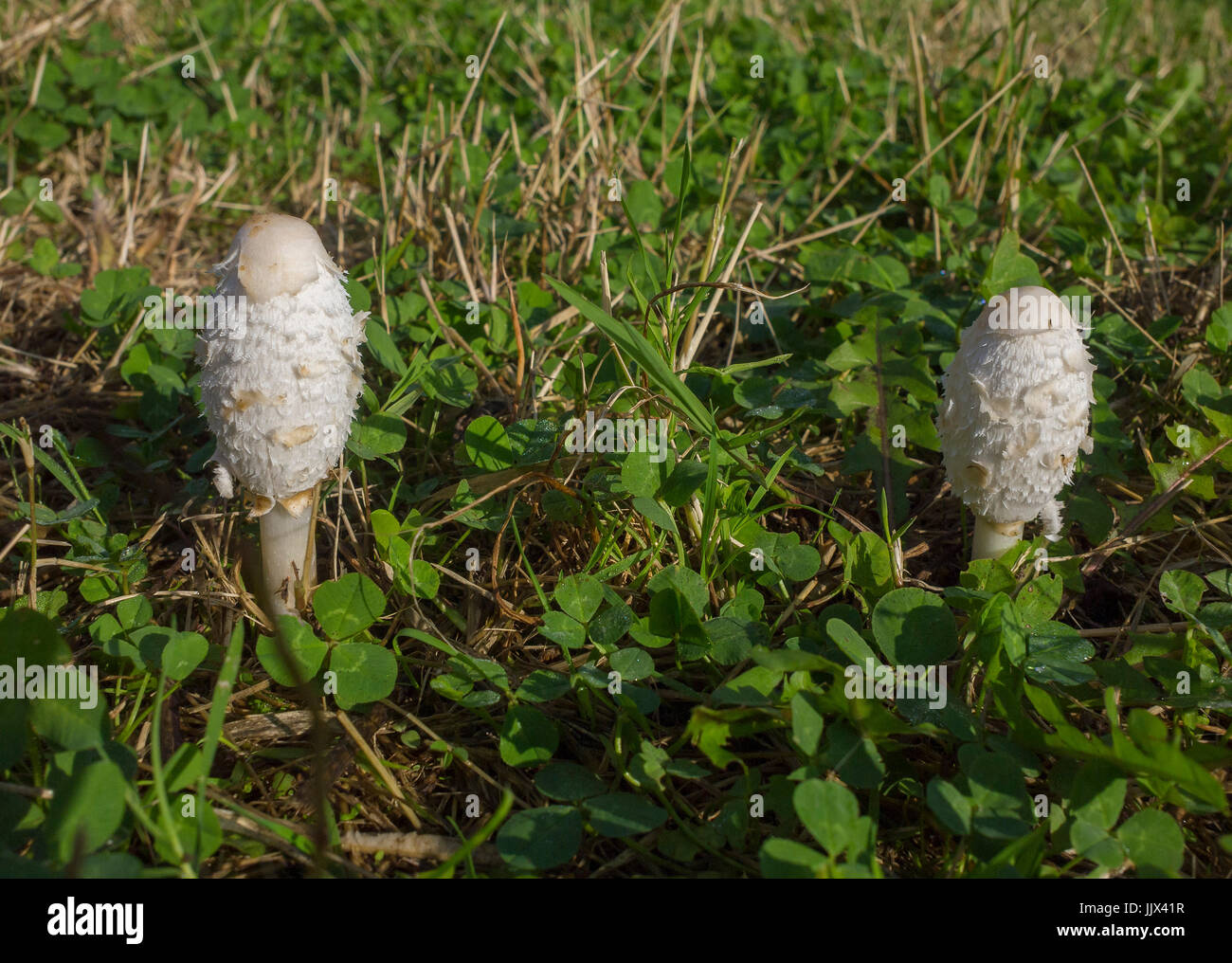 Hongo comestible hi-res stock photography and images - Alamy