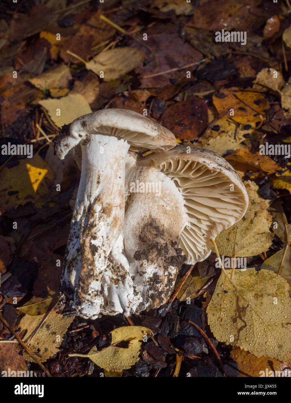 Seta blanca hi-res stock photography and images - Alamy