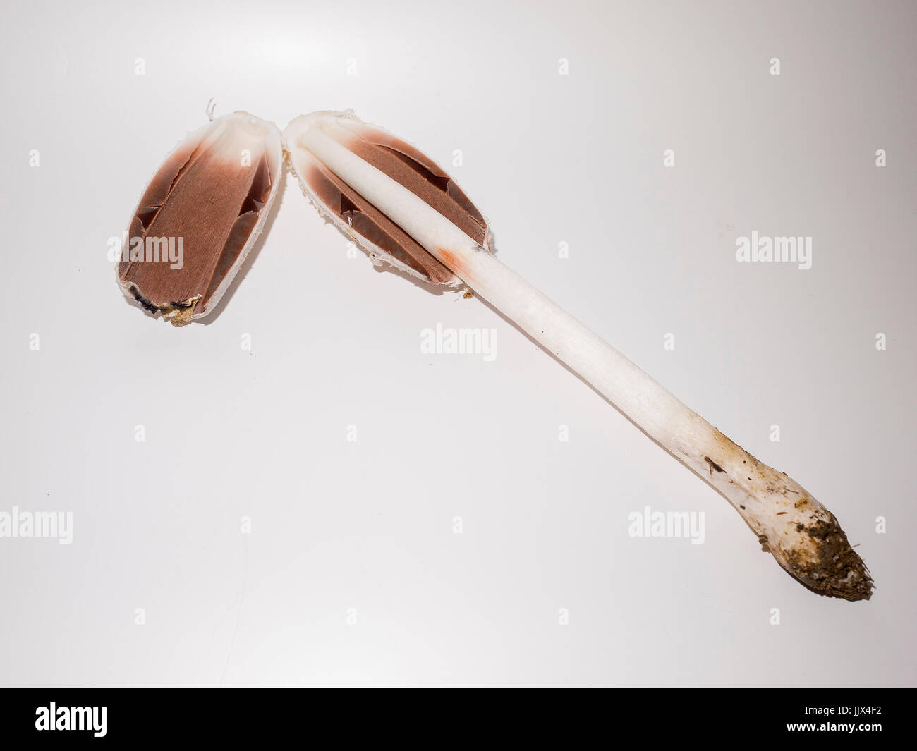 Excelente hongo comestible hi-res stock photography and images - Alamy