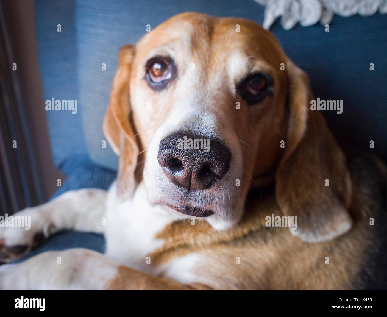 Perro beagle hi-res stock photography and images - Alamy
