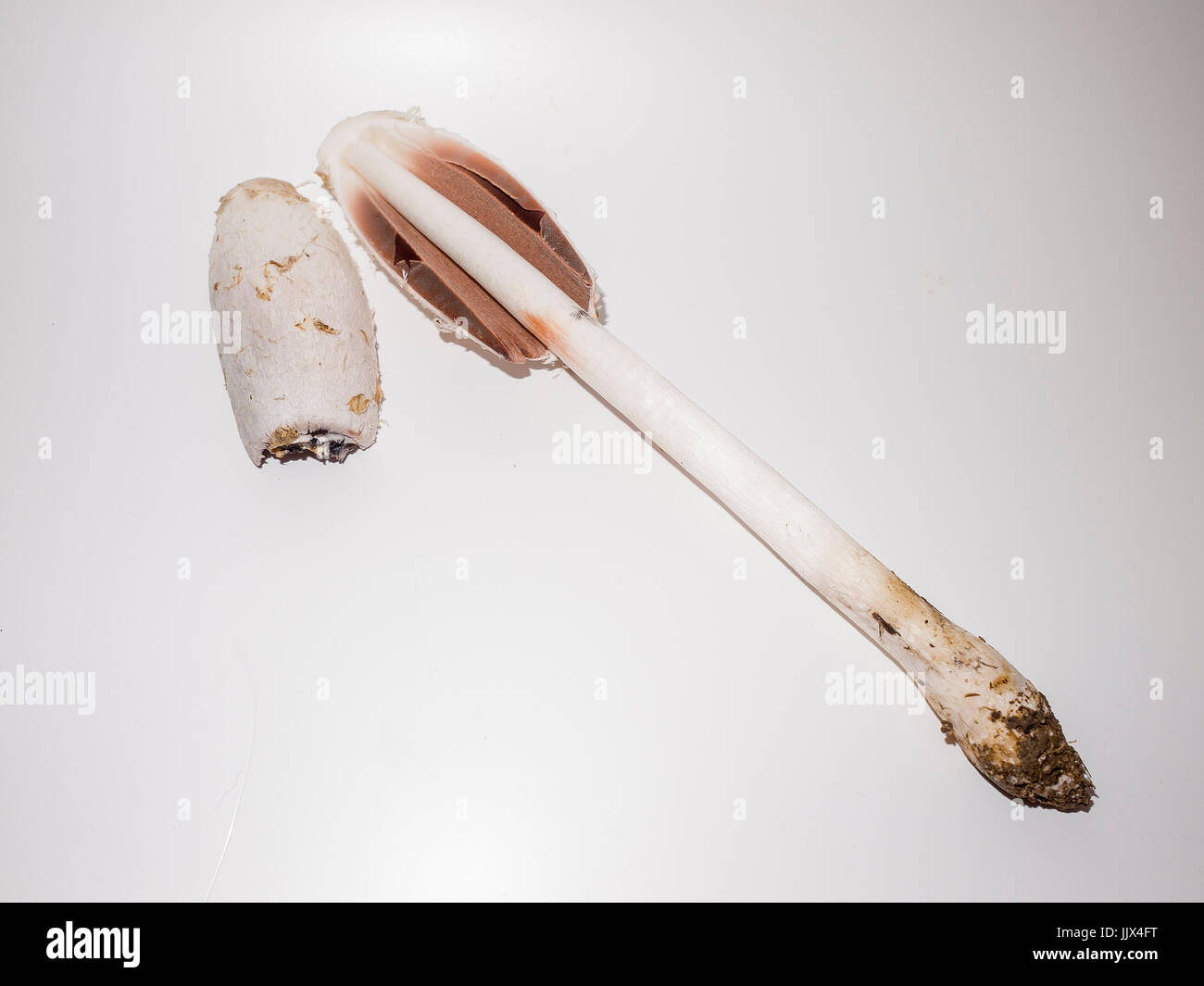 Excelente hongo comestible hi-res stock photography and images - Alamy