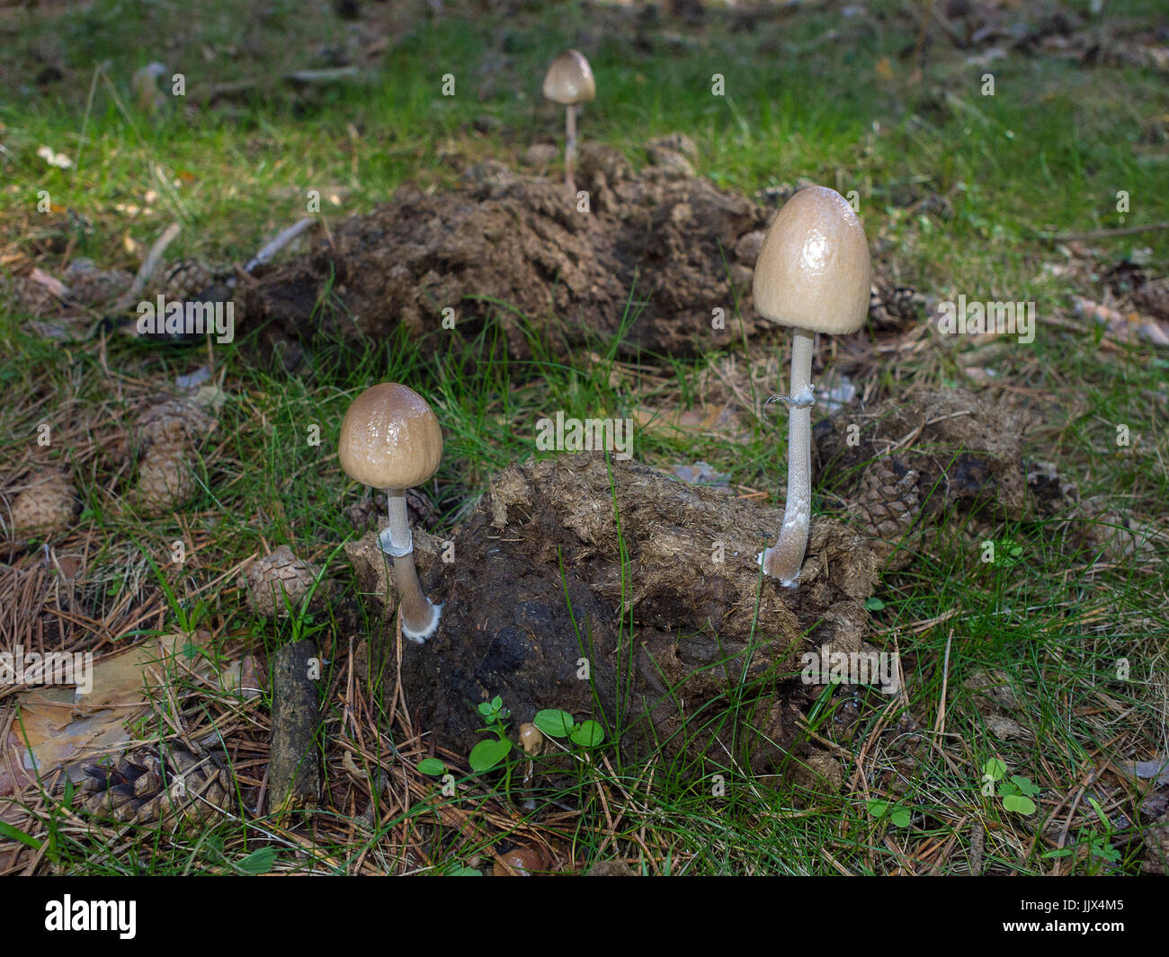 Hongos hongos hongos hongos hongos hi-res stock photography and images ...