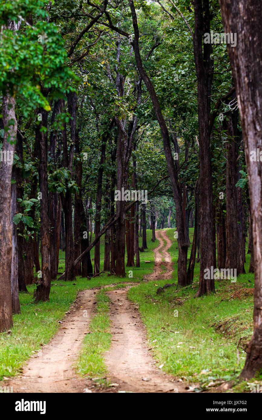 India wilderness hi-res stock photography and images - Alamy
