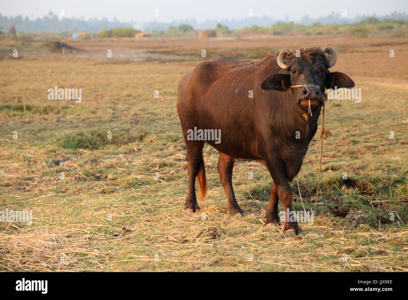 Buffalo in the fields of Thailand. buffalo in rice fields, buffaloes in ...