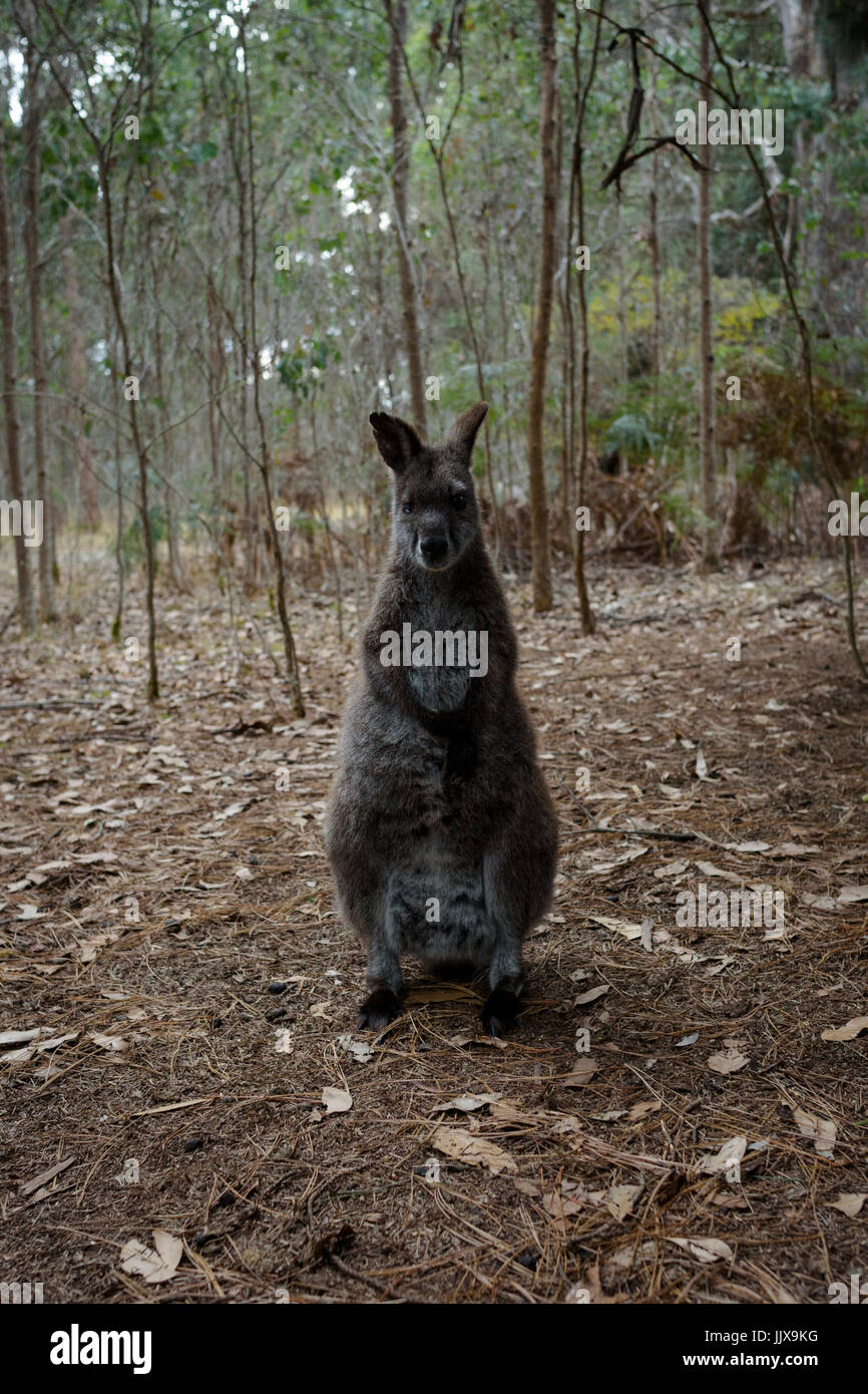 Australia unzoo hi-res stock photography and images - Alamy