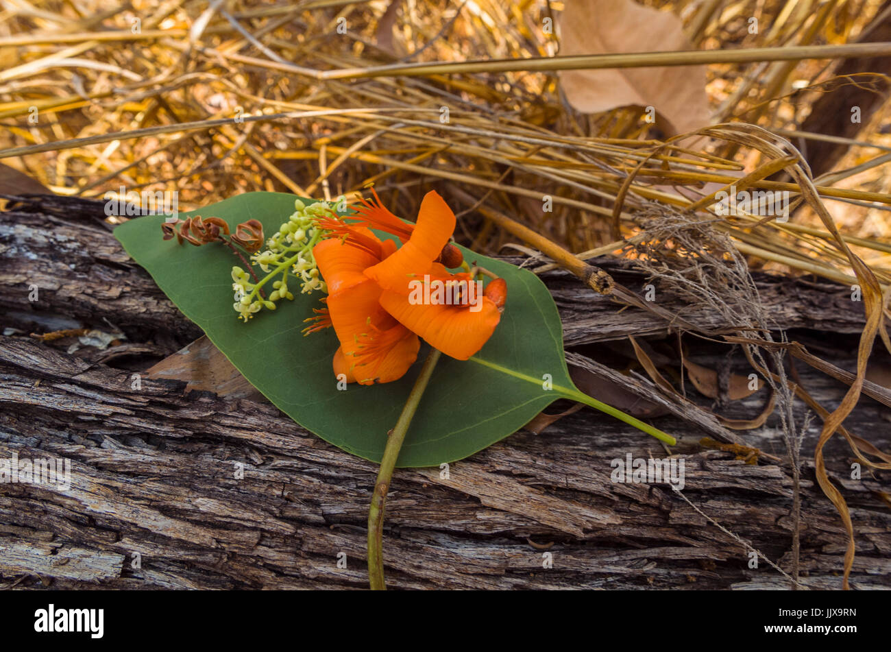 Aboriginal flowers hi-res stock photography and images - Alamy