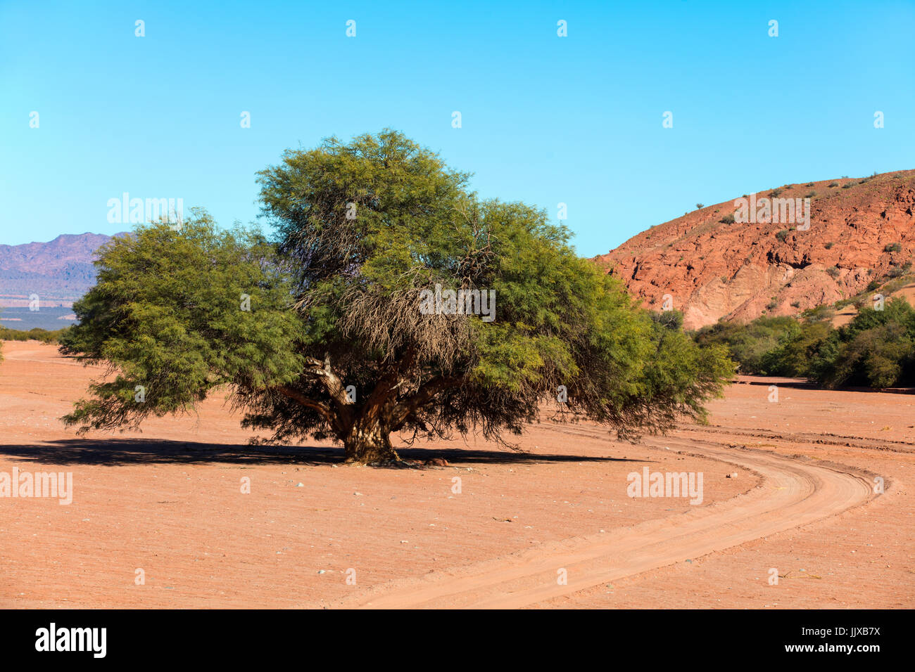 A luxuriant tree in the Talampaya desertic landscape. La Rioja ...