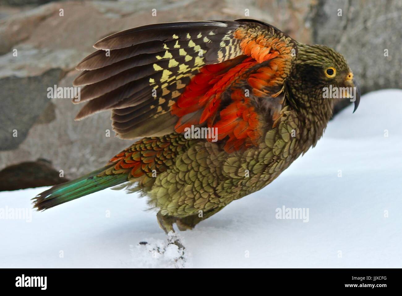 Kea bird hi-res stock photography and images - Alamy