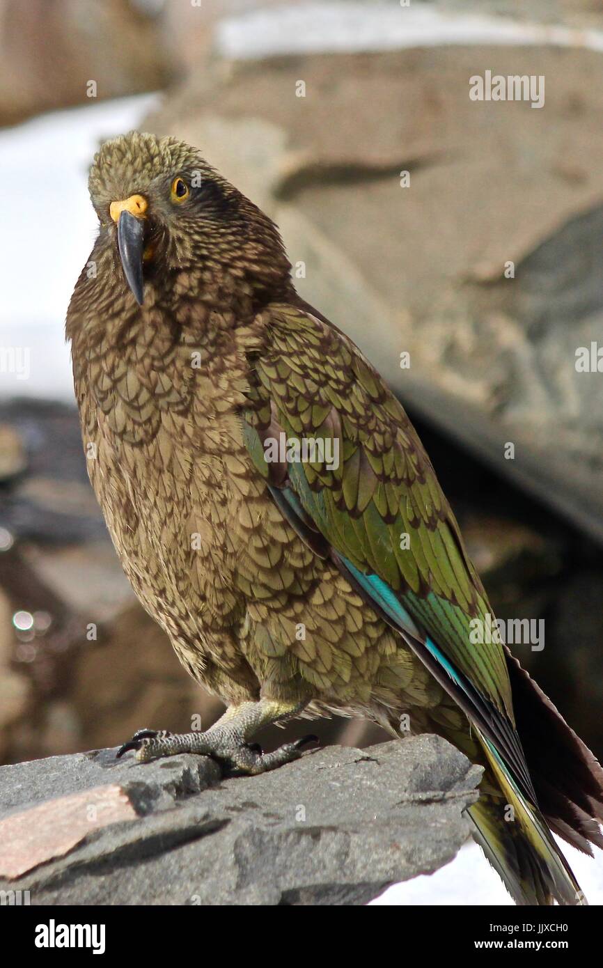 Kea parrot snow hi-res stock photography and images - Alamy