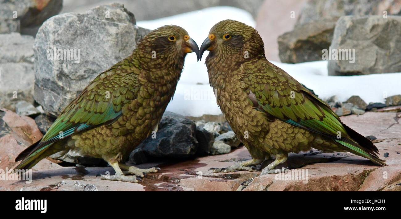 New zealand keas hi-res stock photography and images - Alamy
