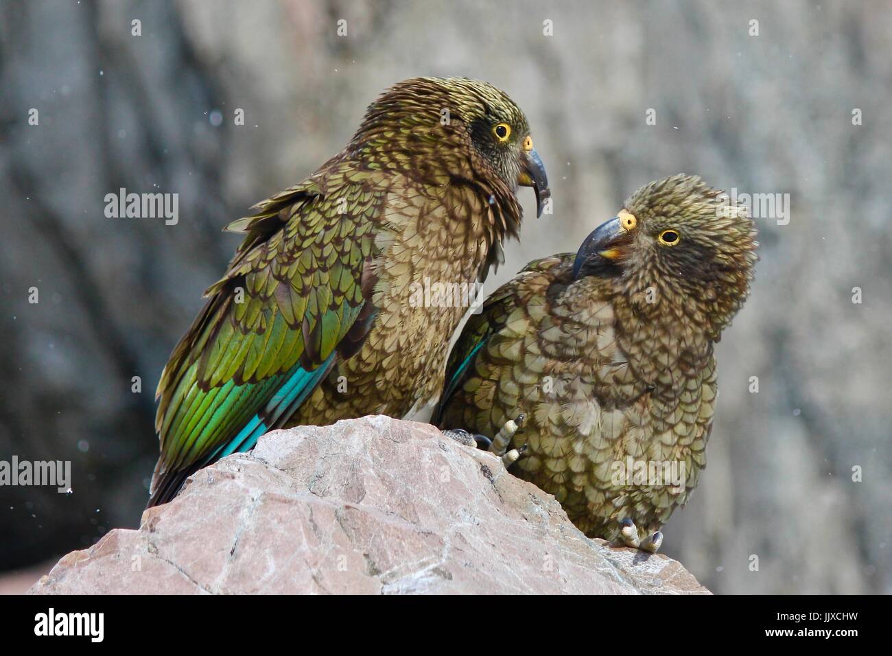 Curious kea hi-res stock photography and images - Alamy