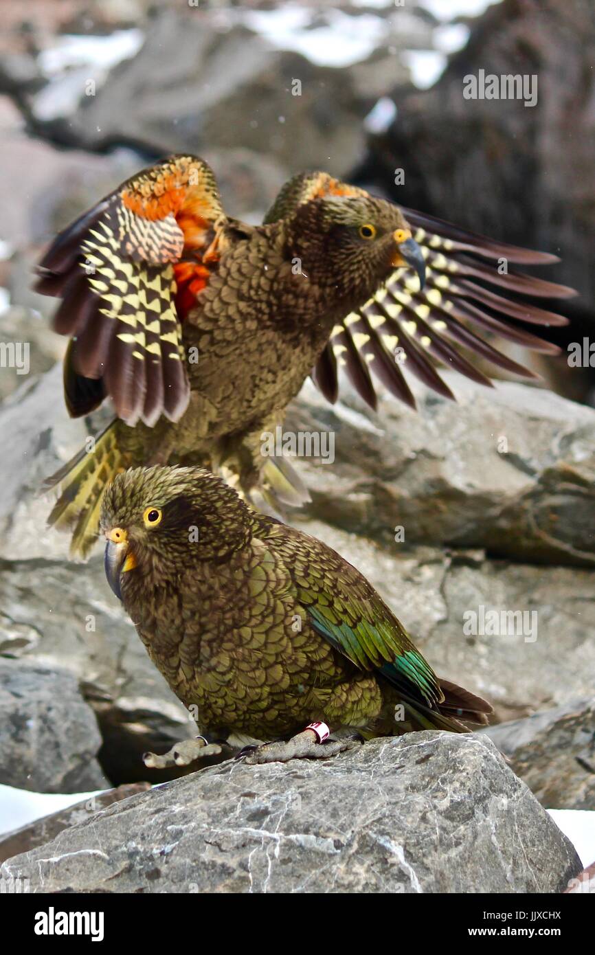 Pair of keas hi-res stock photography and images - Alamy