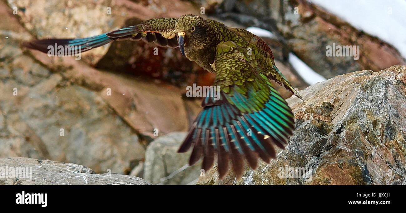 Kea Flying High Resolution Stock Photography and Images - Alamy
