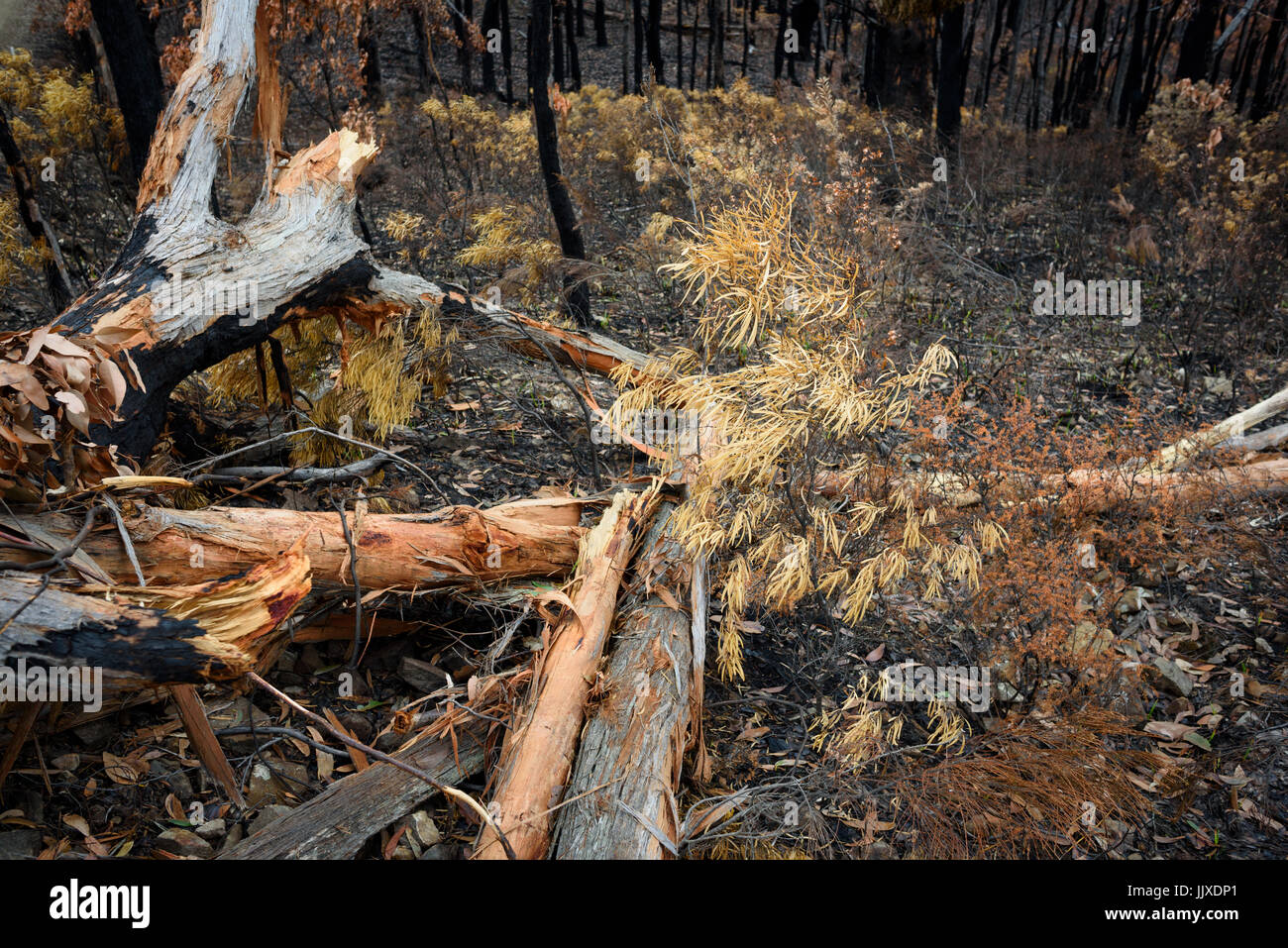 controlled fire in Bruny Island Stock Photo - Alamy