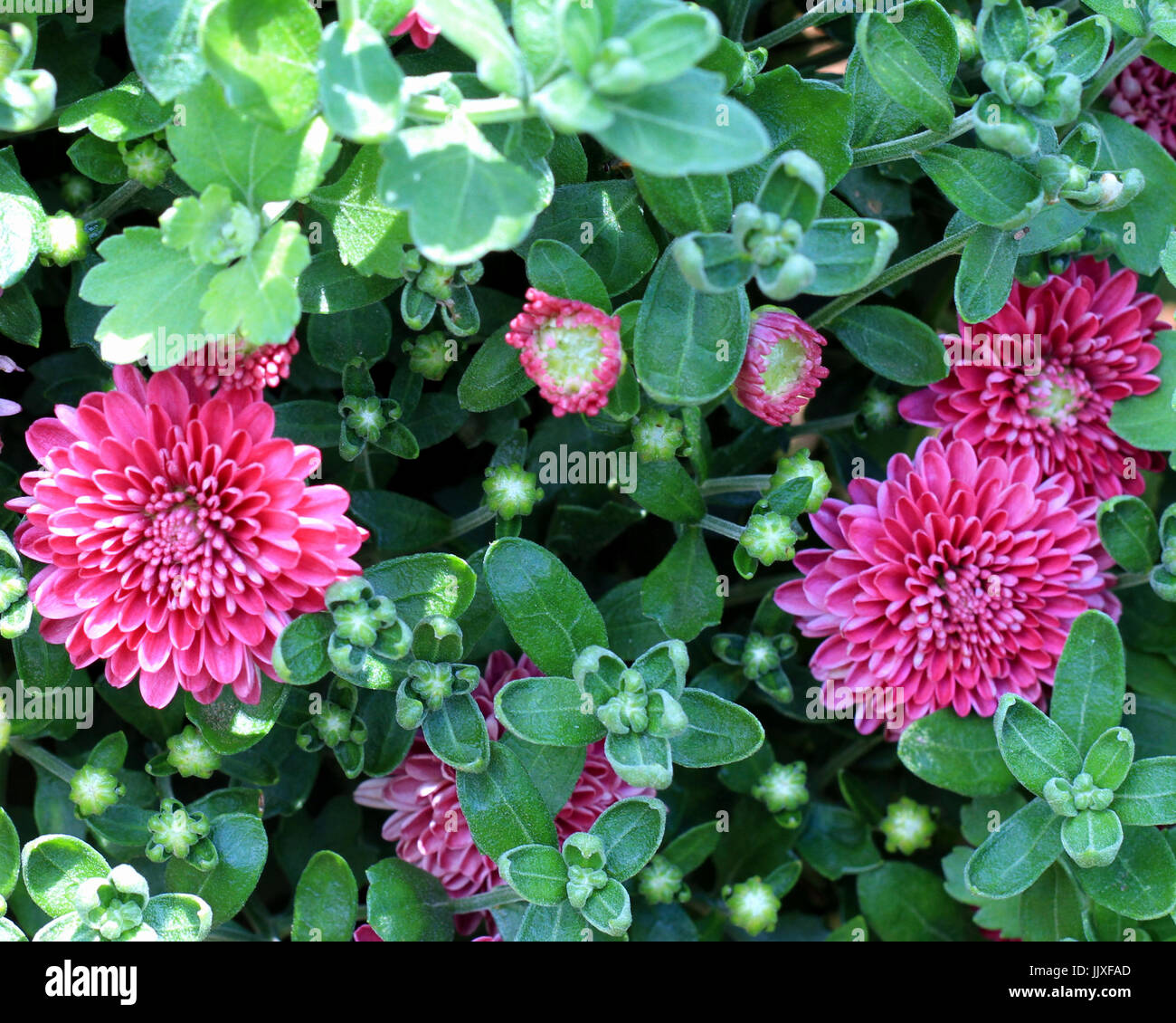 A close up view of chrysanthemum blooms and buds Stock Photo - Alamy