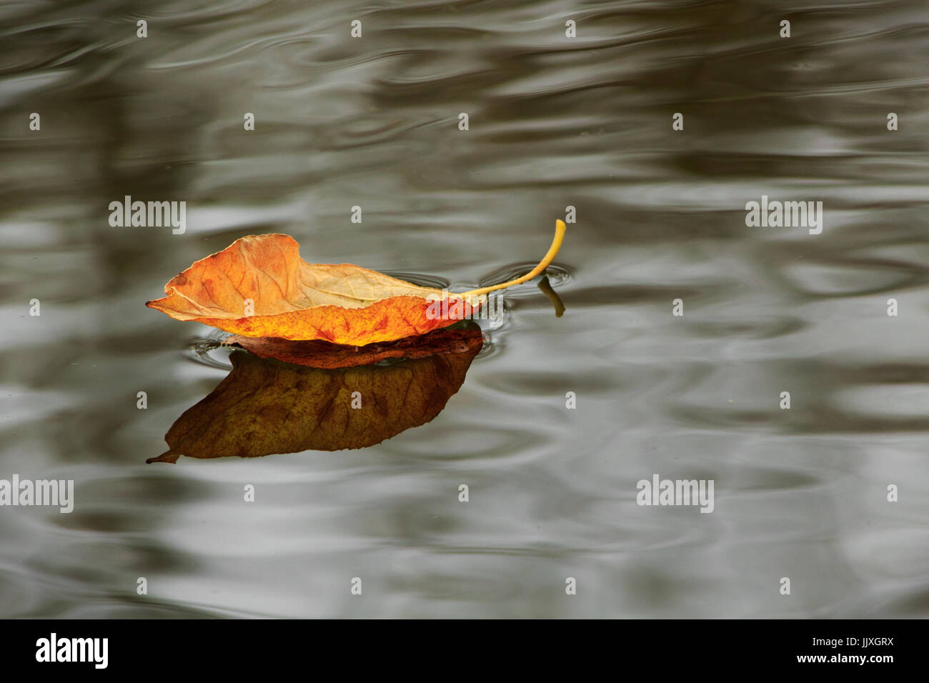 a leaf floating in rippling water Stock Photo - Alamy