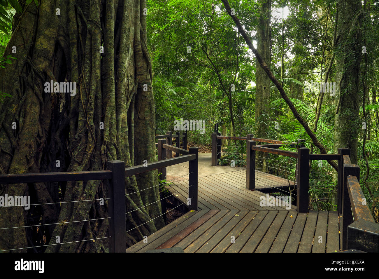 Gold coast rainforest australia hi-res stock photography and images - Alamy