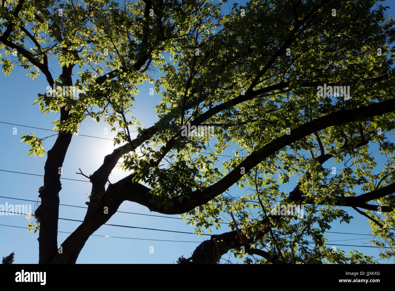 Tree limbs reaching high Stock Photo - Alamy