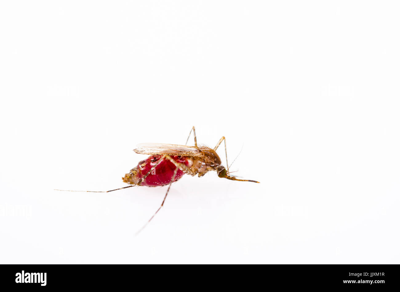 Anopheles mosquitoes isolated on white background Stock Photo - Alamy
