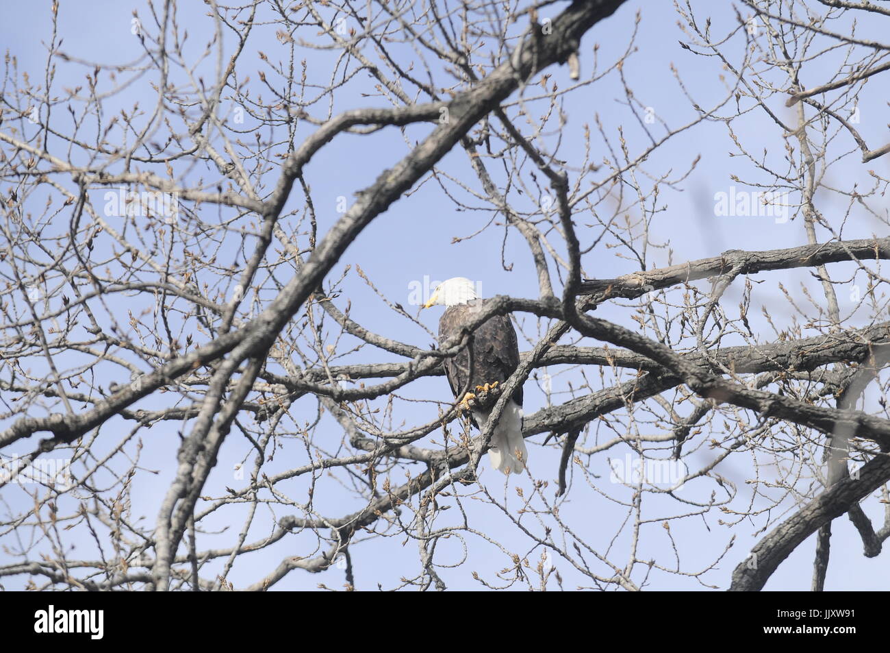 Bald eagle perching hi-res stock photography and images - Alamy
