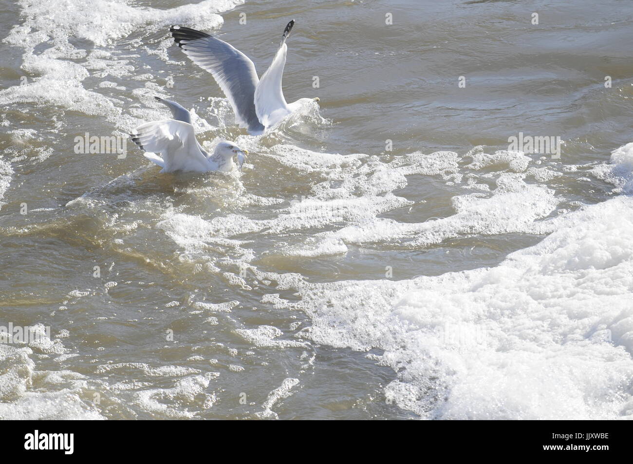 Bald gull hi-res stock photography and images - Alamy